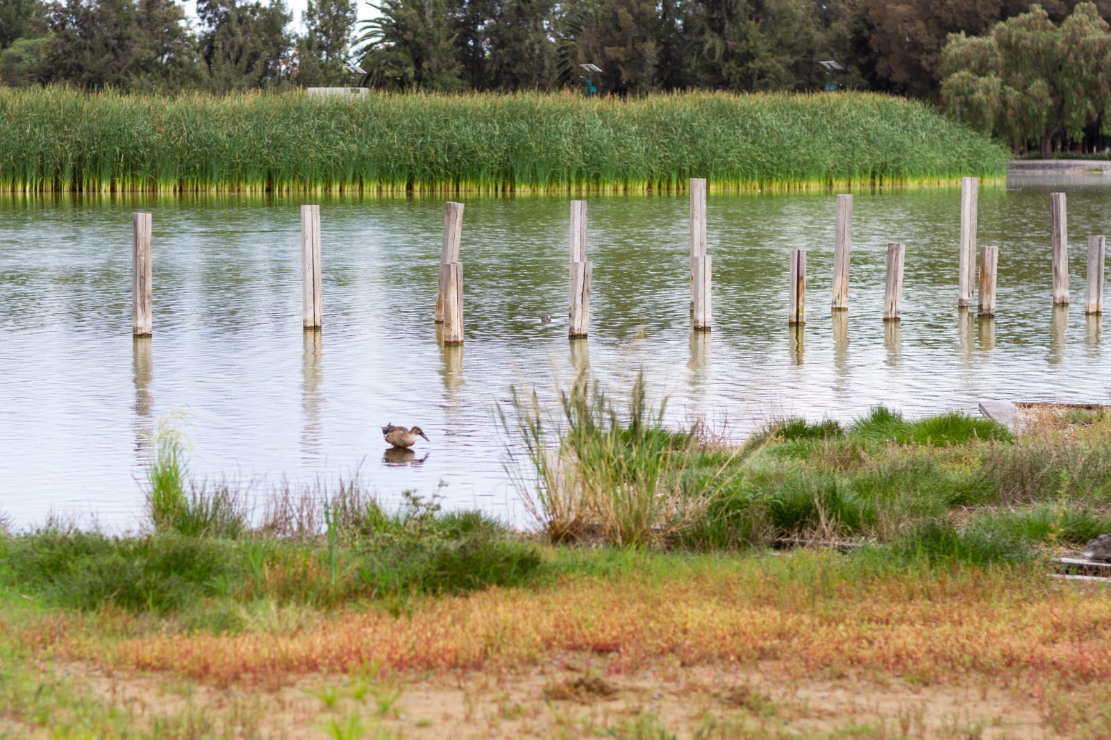 Realizó Bosque de San Juan de Aragón Festival de los Humedales 2023